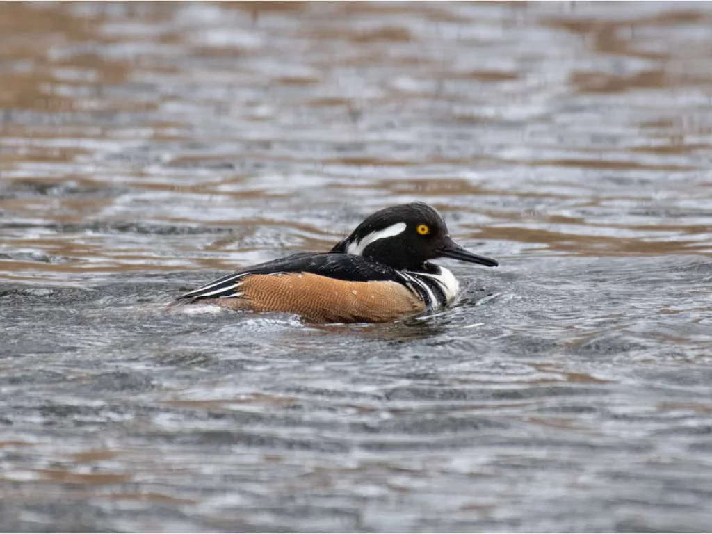 অভিশাপ – Sufee Hefzur